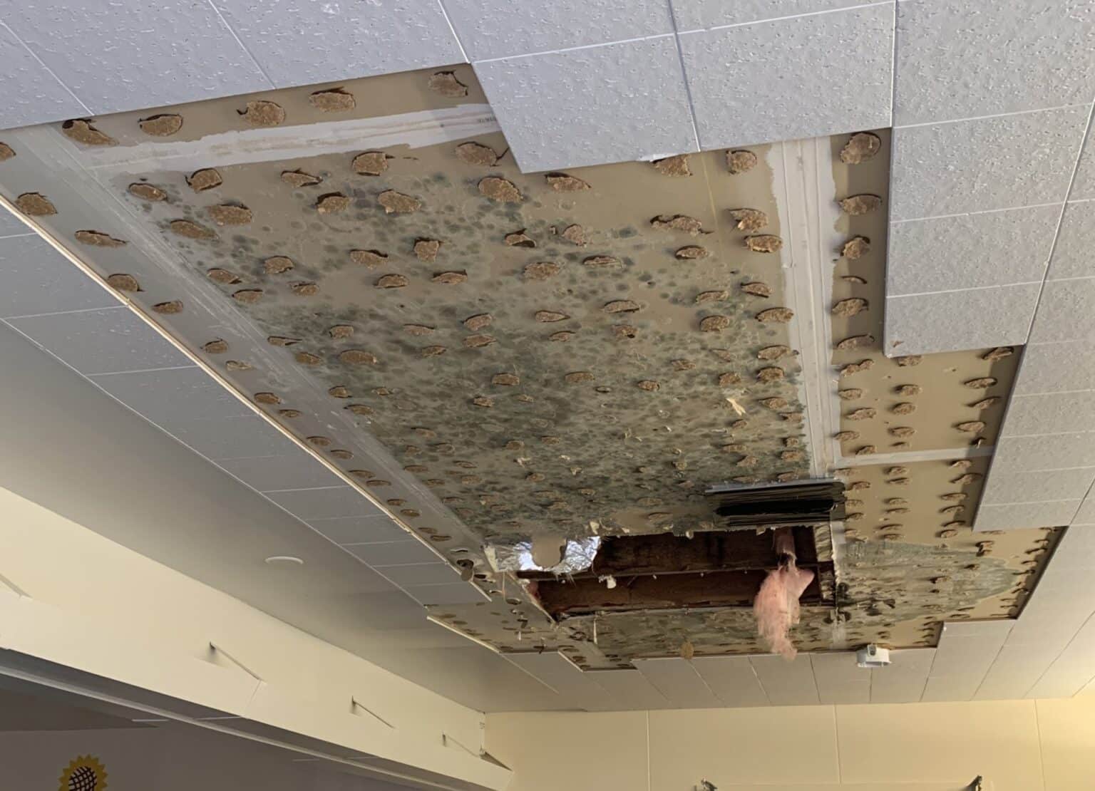 Get Solution for Mold Remediation and Mold Abatement with Us